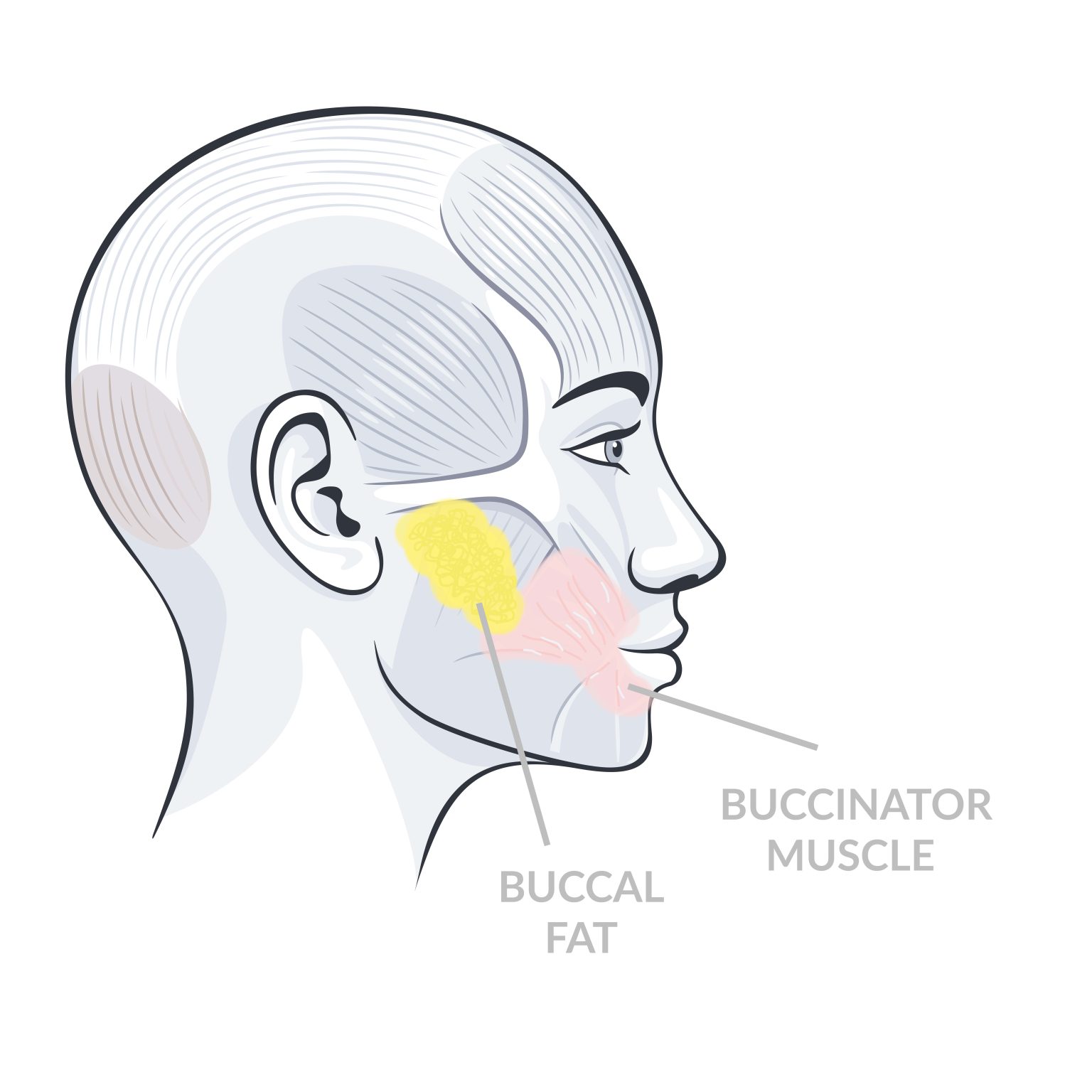 Discover Top Facts & Myths About Buccal Fat Removal